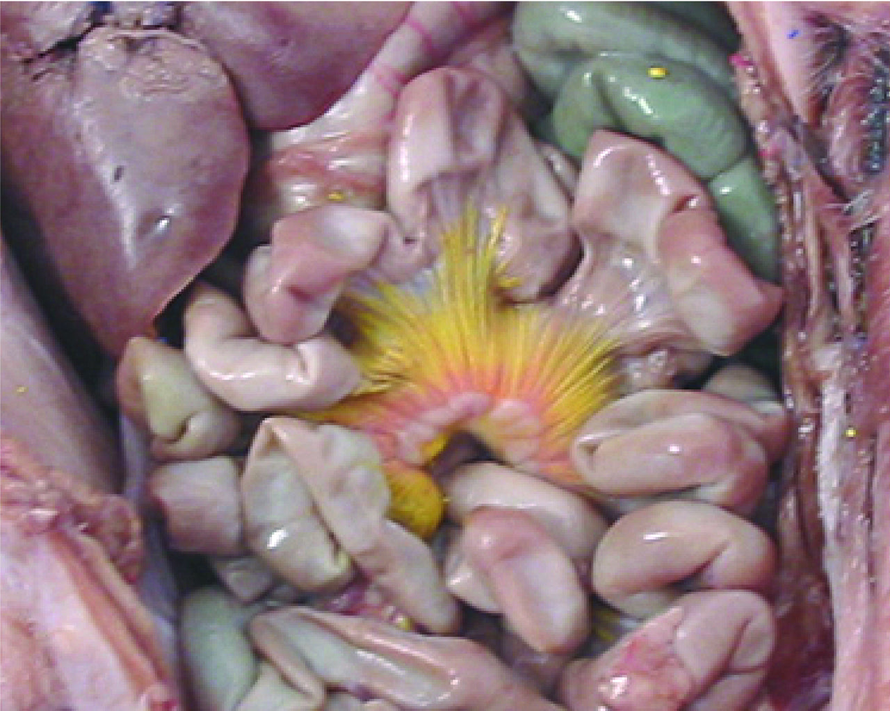 fetal pig colon function