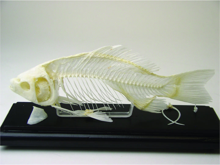 Anatomical Skeleton Models | Bio Corporation