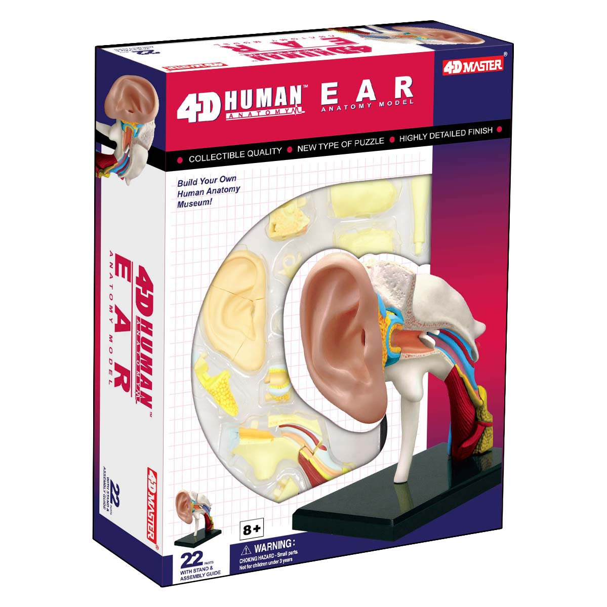4D Vision Human Ear Anatomy Model