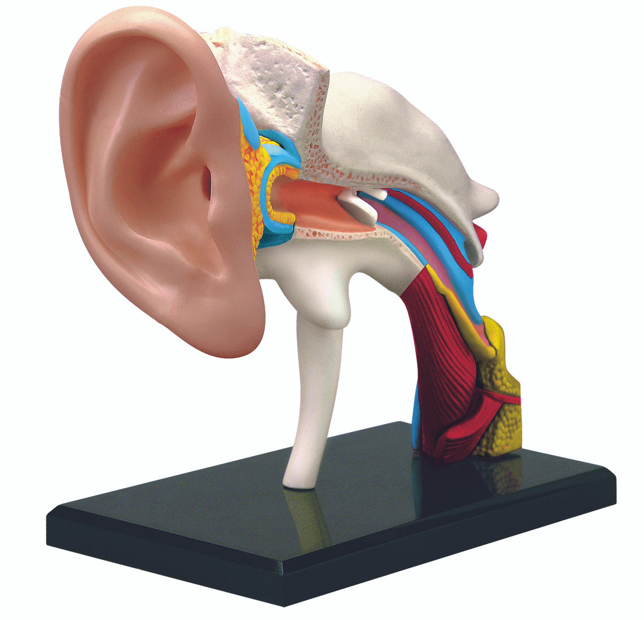 Anatomical Models | 4D Anatomical Models | Bio Corporation