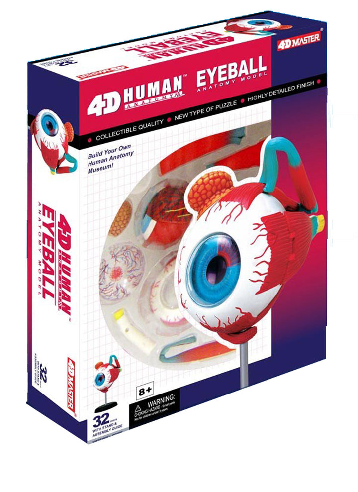 4D Vision Human Eyeball Anatomy Model