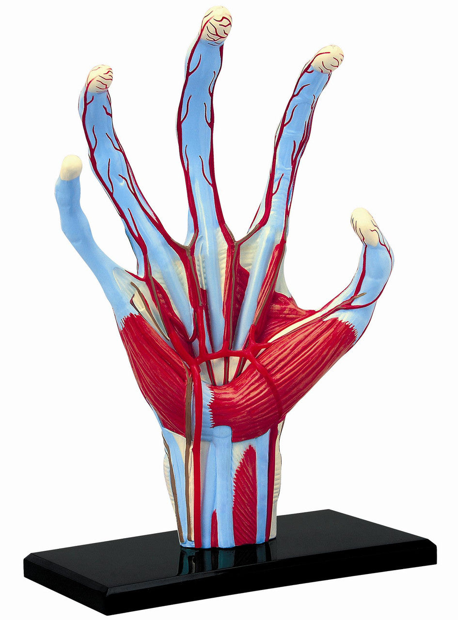 4D Vision Human Hand Anatomy Model
