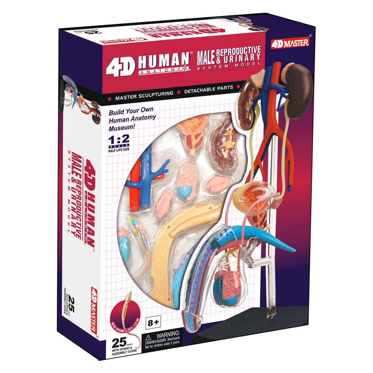 Anatomical Models | 4D Anatomical Models | Bio Corporation