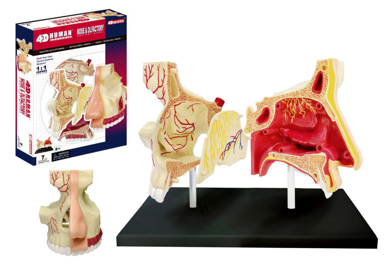 4D Vision Human Nose & Olfactory Anatomy Model