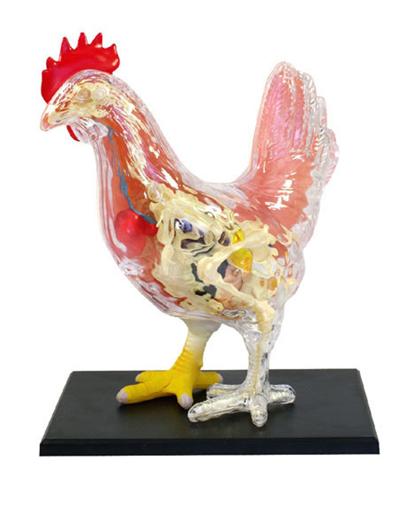 4D Vision Chicken Anatomy Model