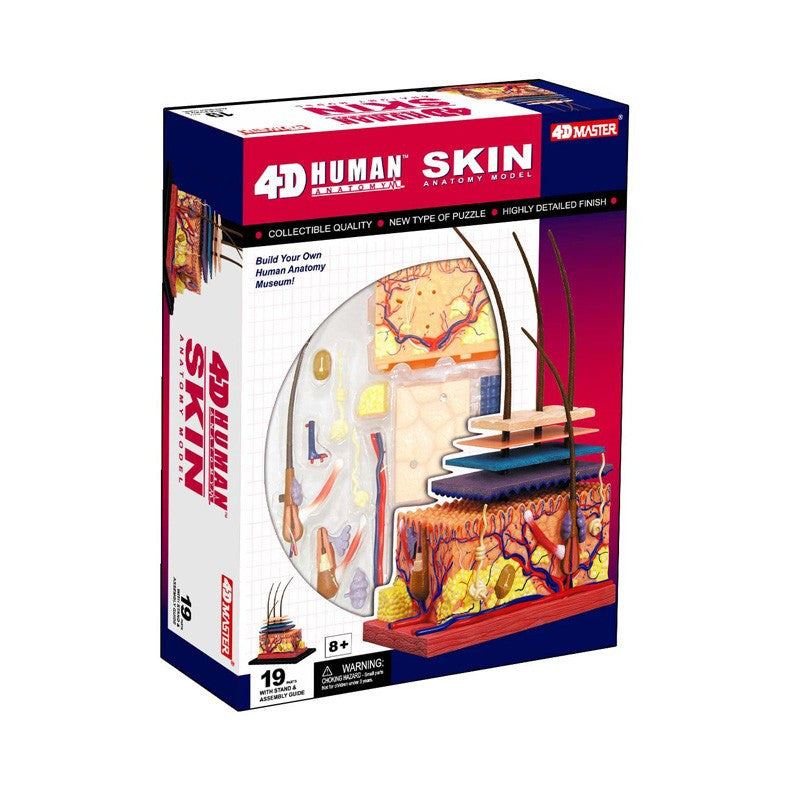 4D Human Skin Anatomy Model