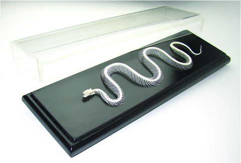 Anatomical Skeleton Models | Bio Corporation