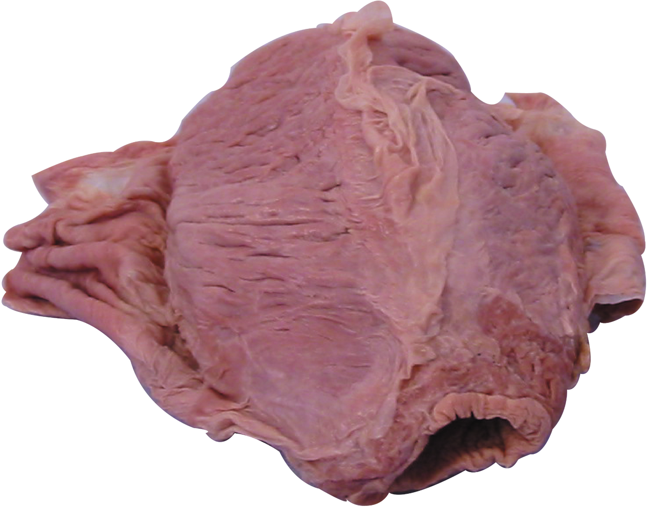 Pig Bladder
