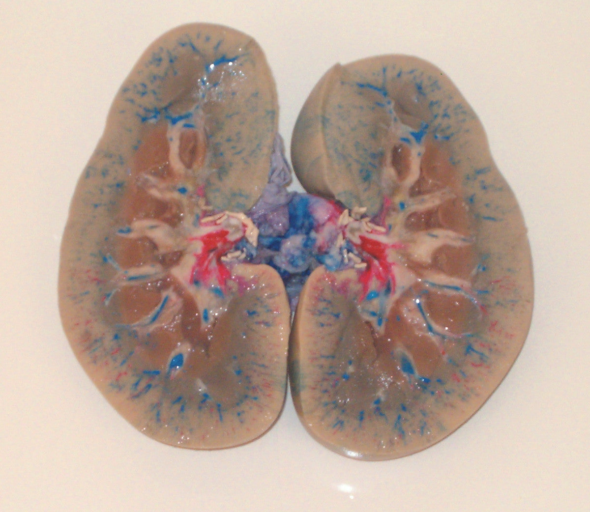 fetal pig kidney function