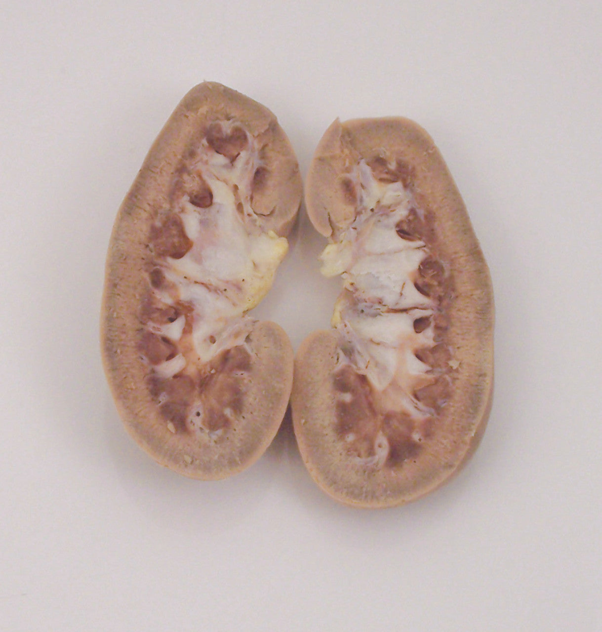 Pig Kidney