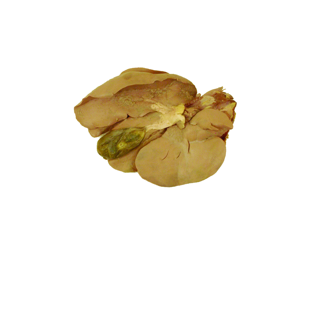 Pig Liver with Gallbladder