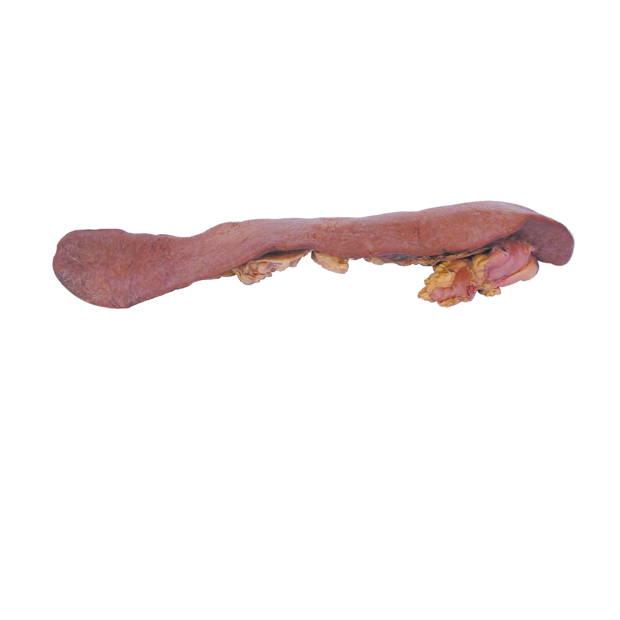 Pig Spleen – Biology Products