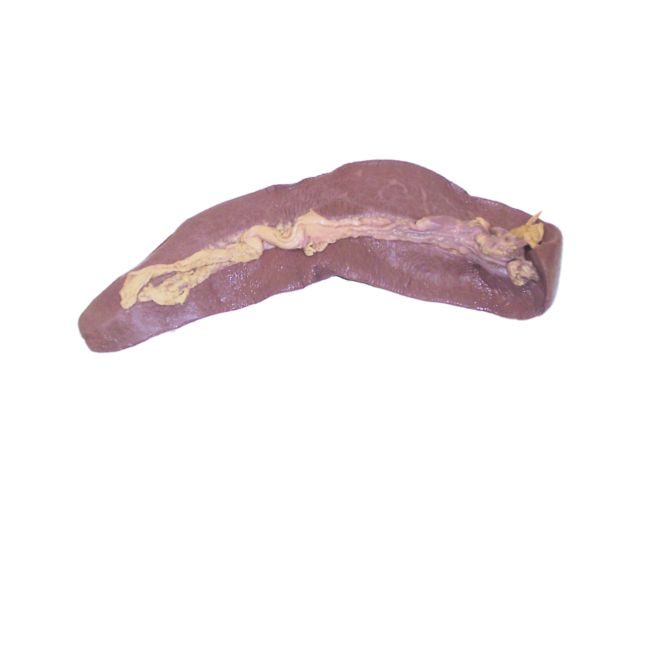 Individual Dissection Organs | Bio Corporation – Page 5