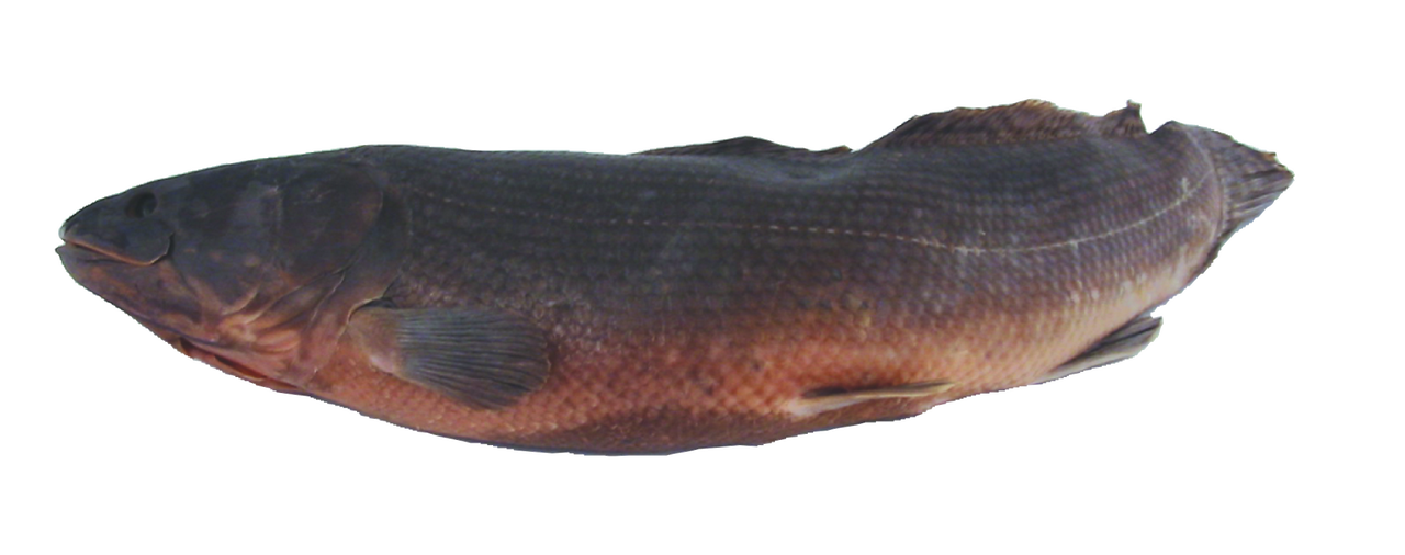 20" - 30" Plain Freshwater Dogfish