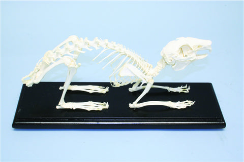 Anatomical Skeleton Models | Bio Corporation – Page 2