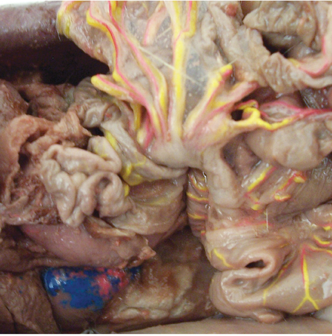 Mammal Specimens | Cats for Dissection | Bio Corporation