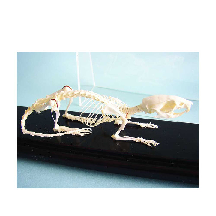 Anatomical Skeleton Models | Bio Corporation