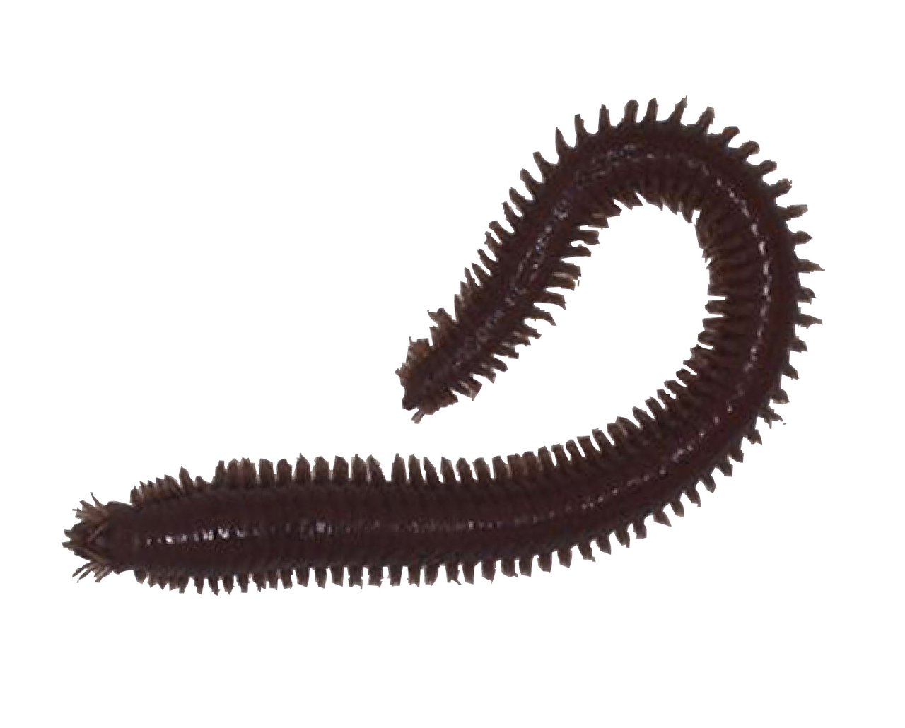 Sand Worm
