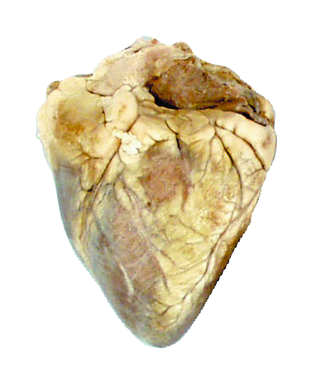 Sheep Heart - plain