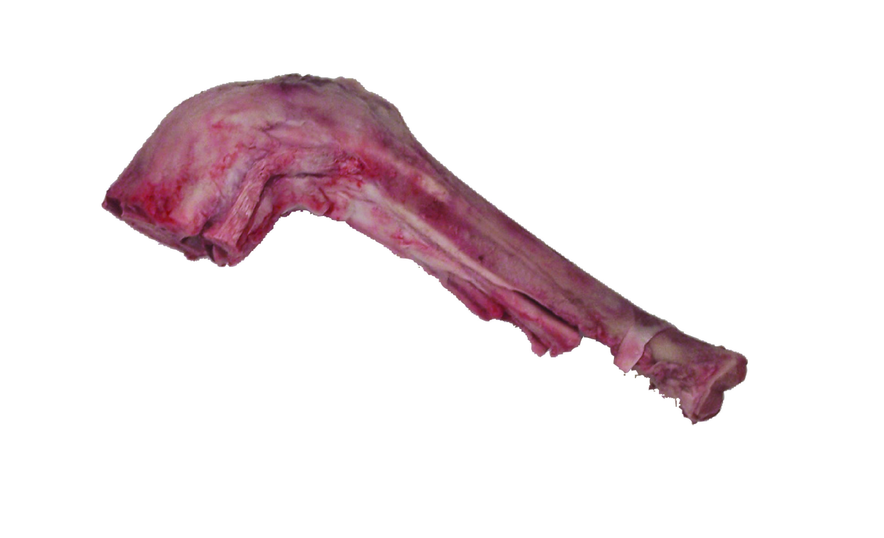 Sheep Knee Joint with Tendons