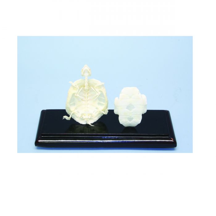 Anatomical Skeleton Models | Bio Corporation