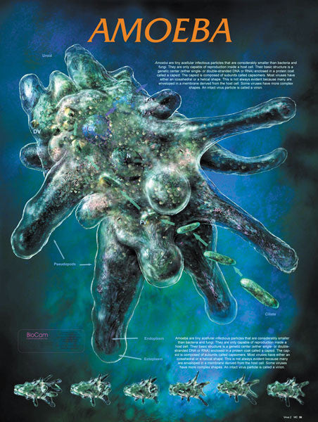 Wall Chart - Amoeba