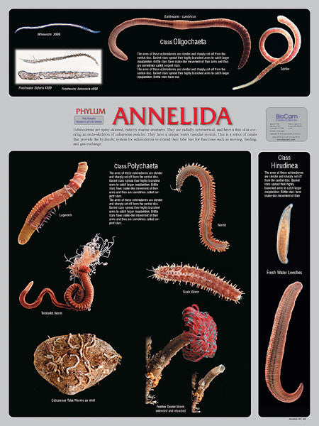 Annelida Phylum
