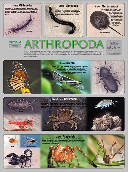 Wall Chart - Arthropoda