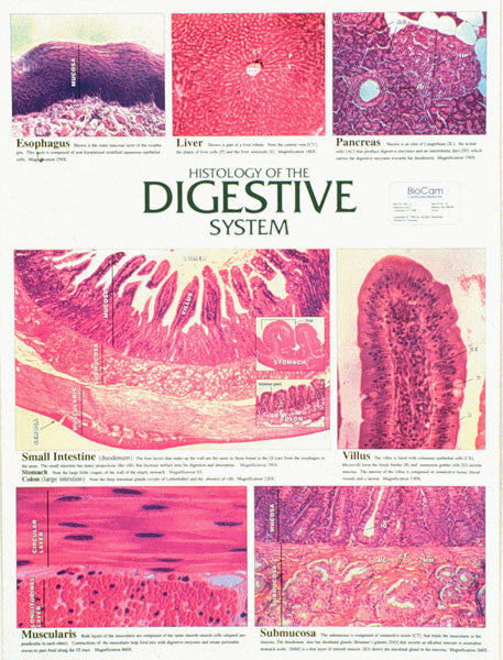 Wall Chart - Digestive System