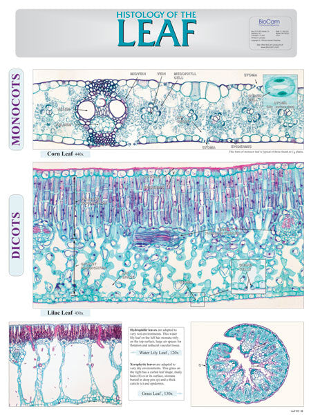 Wall Chart - Leaf Histology