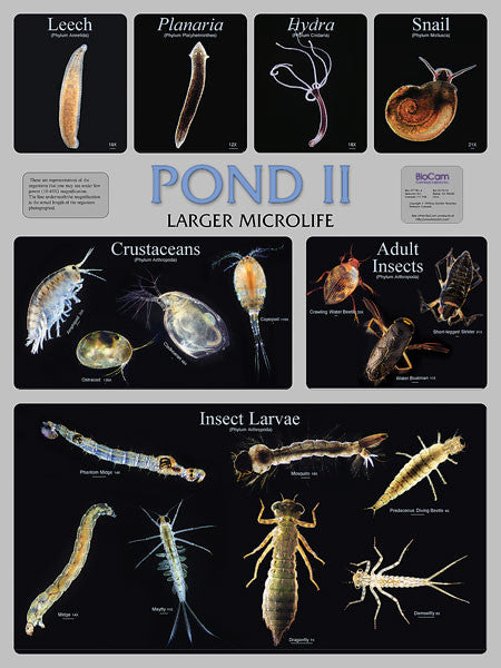 Wall Chart - Pond 2