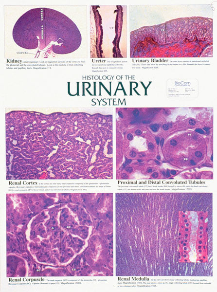 Wall Chart - Urinary System
