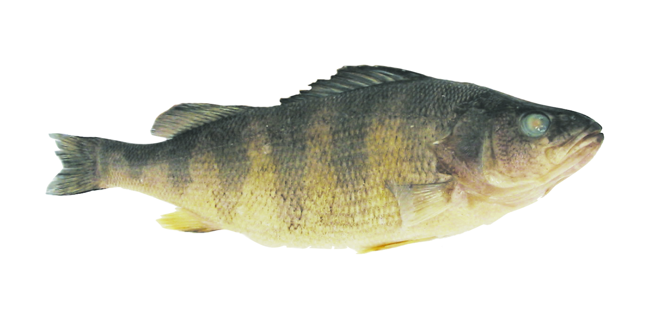 Yellow Perch
